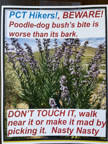 The Poodle Dog Bush is One Plant You Don't Want to Pet - Tri-Community ...