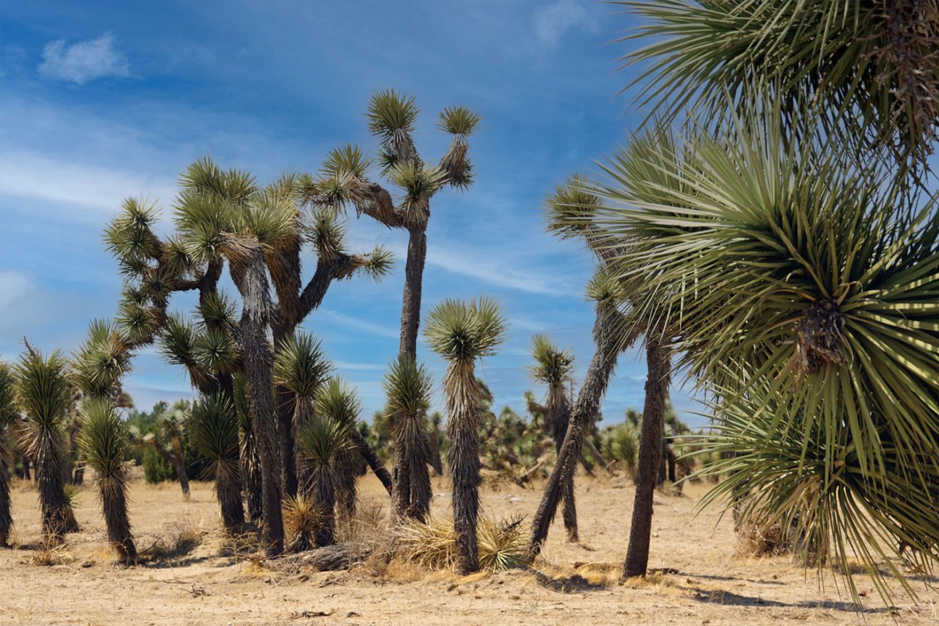 New State Rules on Joshua Trees Bring Confusion for Local Property ...